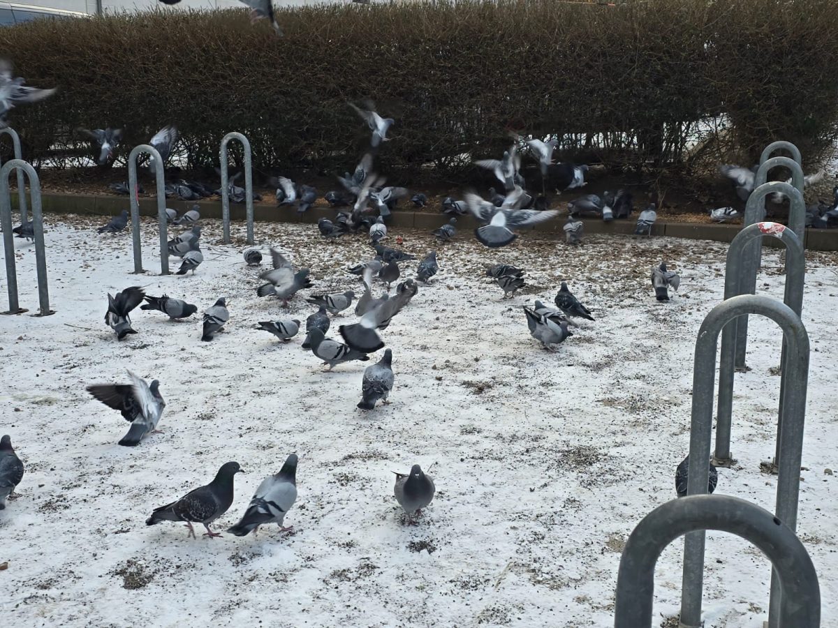 Wintersturm „Elli“: Erfurter Stadttauben in Gefahr – „Leiden sehr unter ...