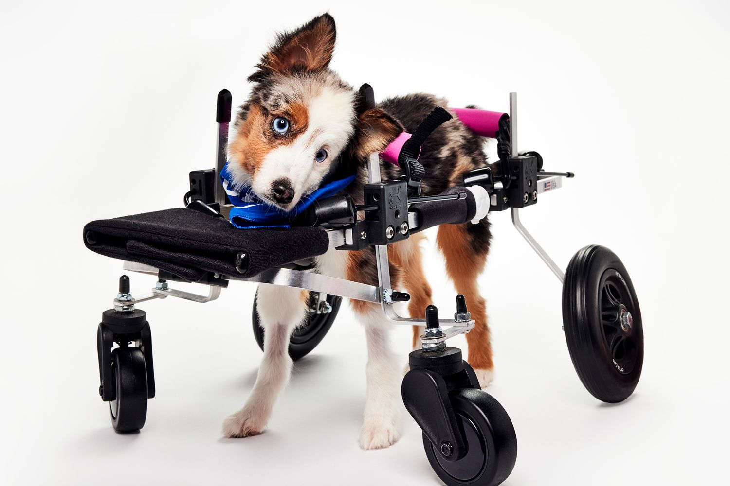 A record-breaking 15 dogs with special needs will compete in Puppy Bowl ...