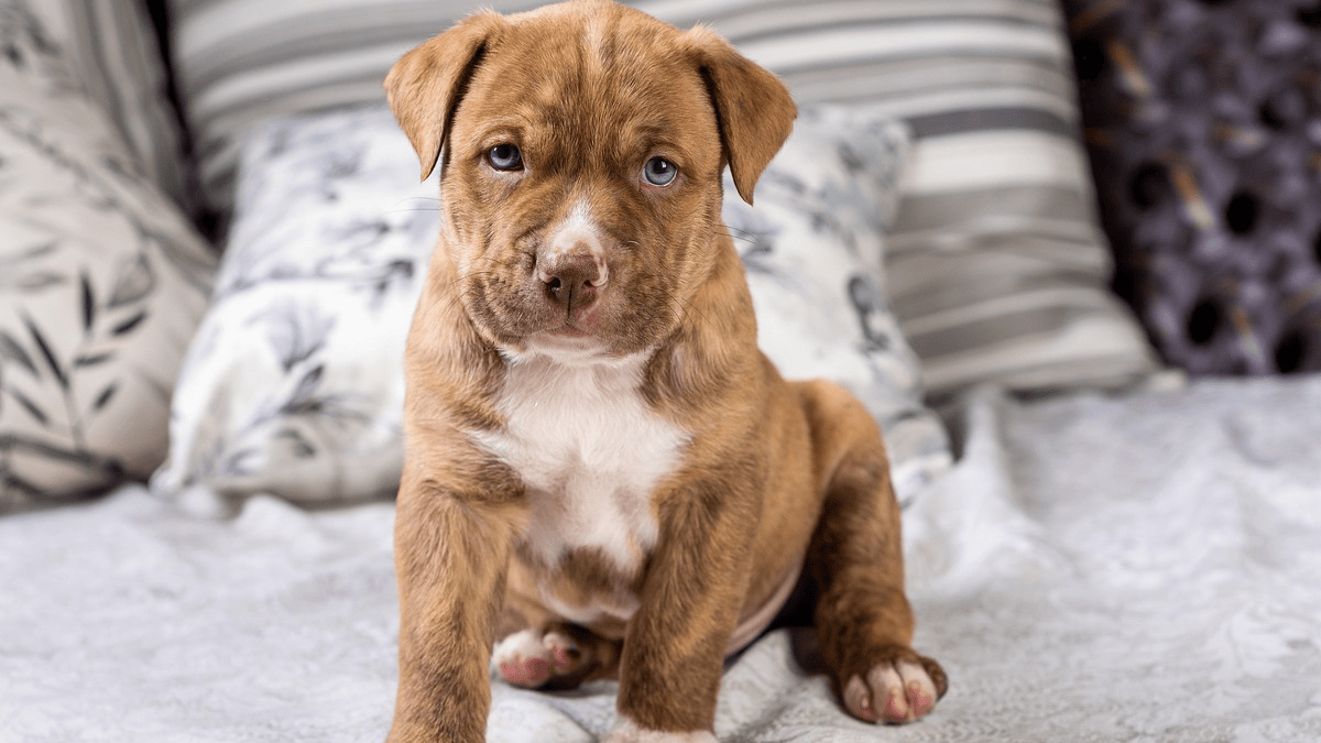 Tu perro podría necesitar ir al veterinario de urgencia: estas son 5 ...