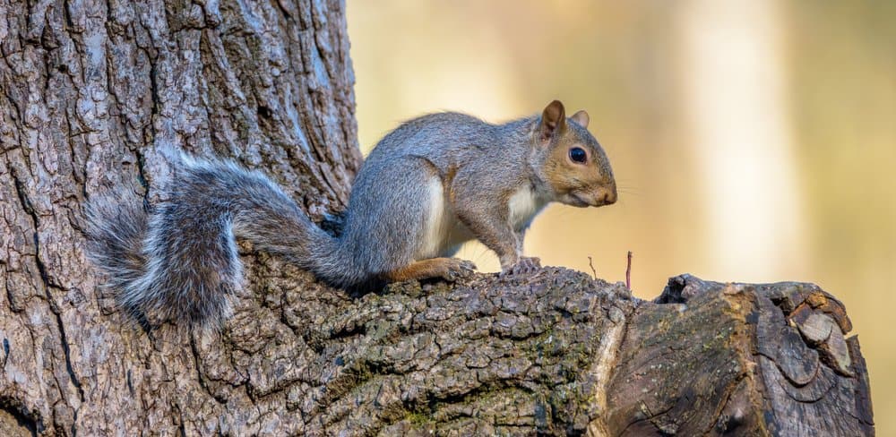 Acorns, attics, and identity: What the gray squirrel really means for ...