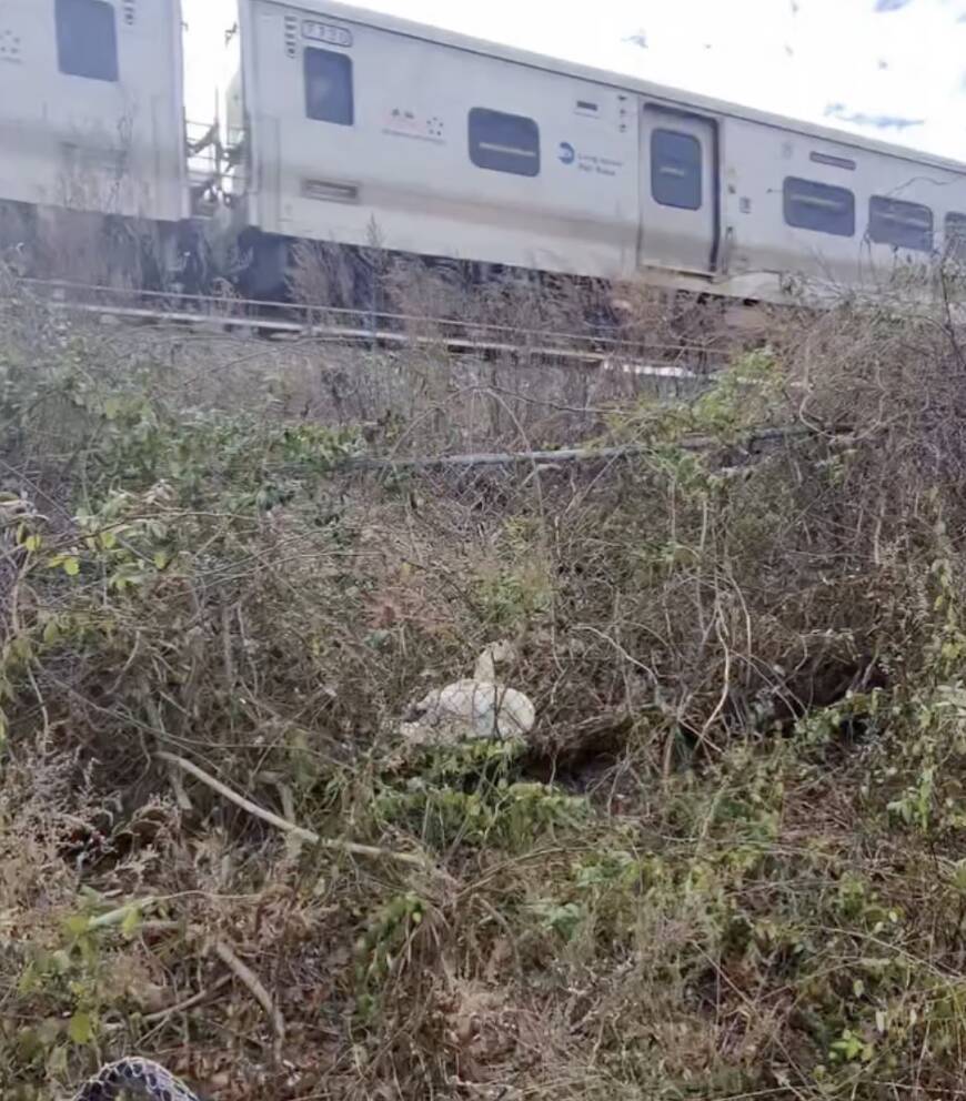 White Lump Tangled Near Train Tracks Is Actually A Gorgeous Animal In Need