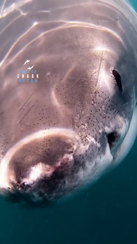 Great white shark turns for a closer look