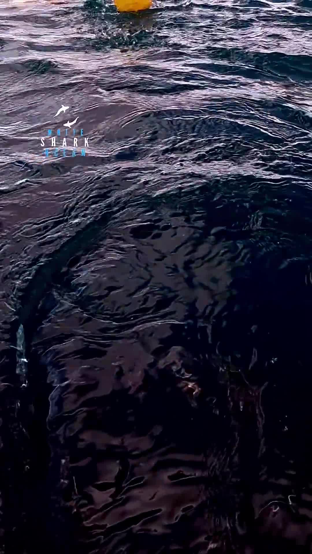 Great white shark boop