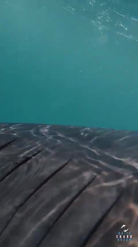 Close Look Inside A Great Whites Mouth