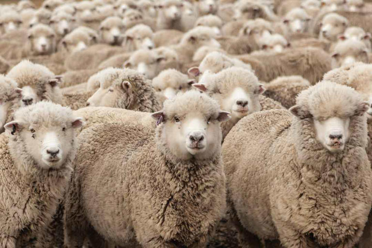 Wayward sheep invade German supermarket