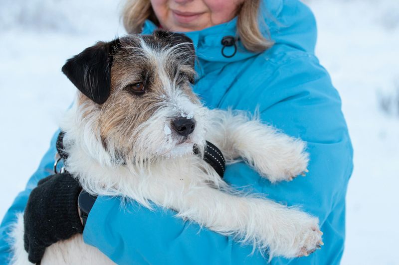7 reasons why terriers make the most loyal companions