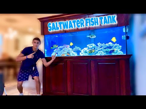 The secrets behind my dream aquarium revealed