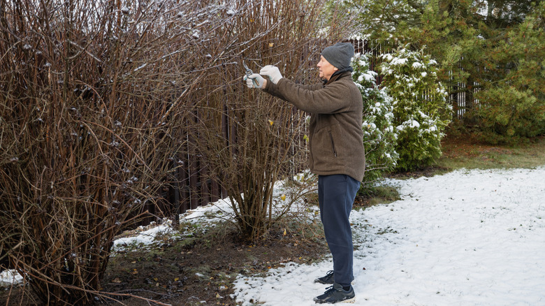 Prune these plants in January for a healthier, more vibrant garden in ...