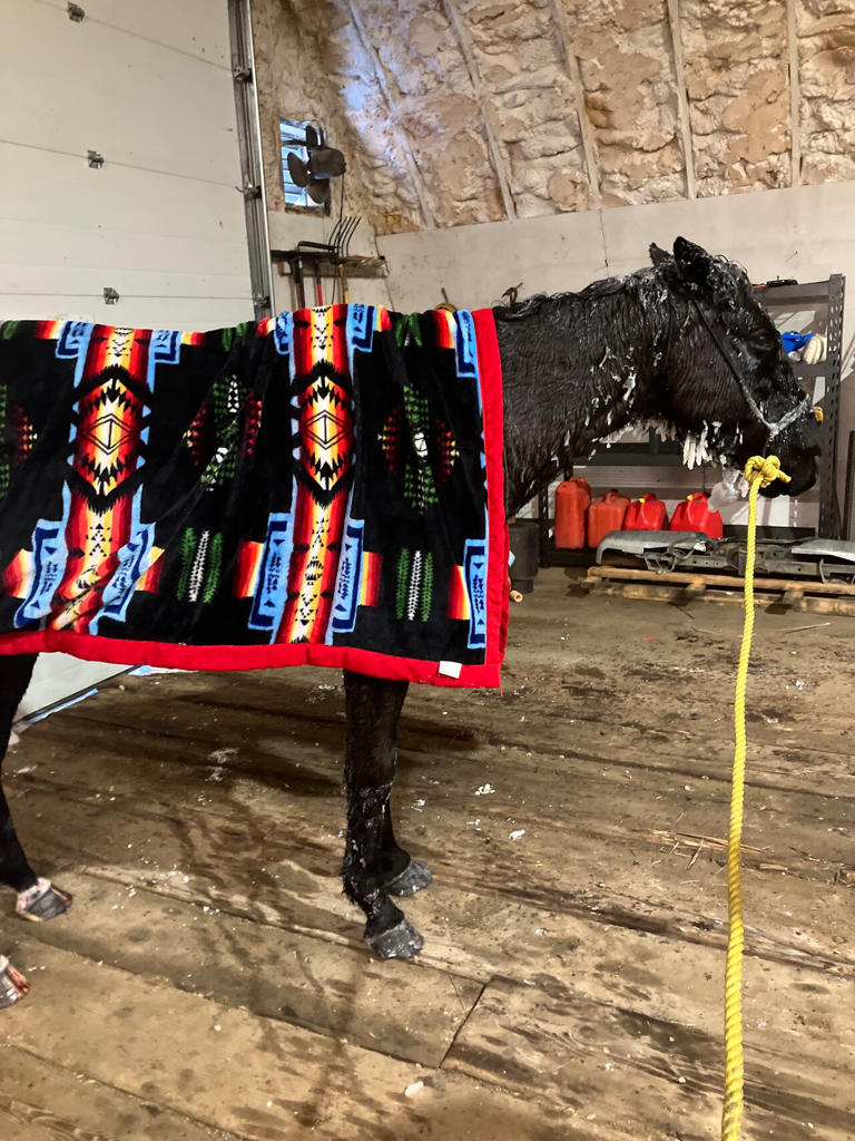 Horse with no home saved from frozen creek near Cochin, Sask.