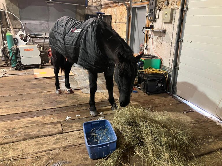Horse with no home saved from frozen creek near Cochin, Sask.