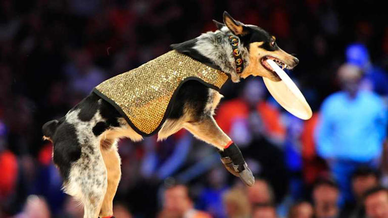 Knicks compare each other to dogs in hilarious roast