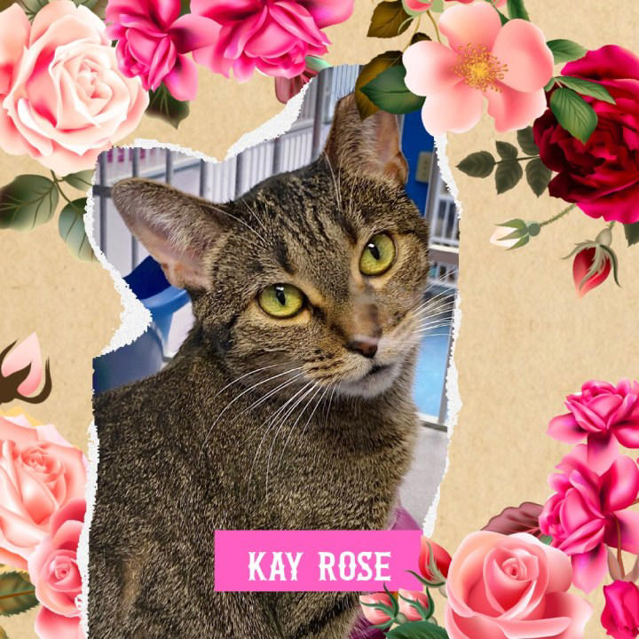 Meet Kay Rose! News 19’s adoptable pet of the week