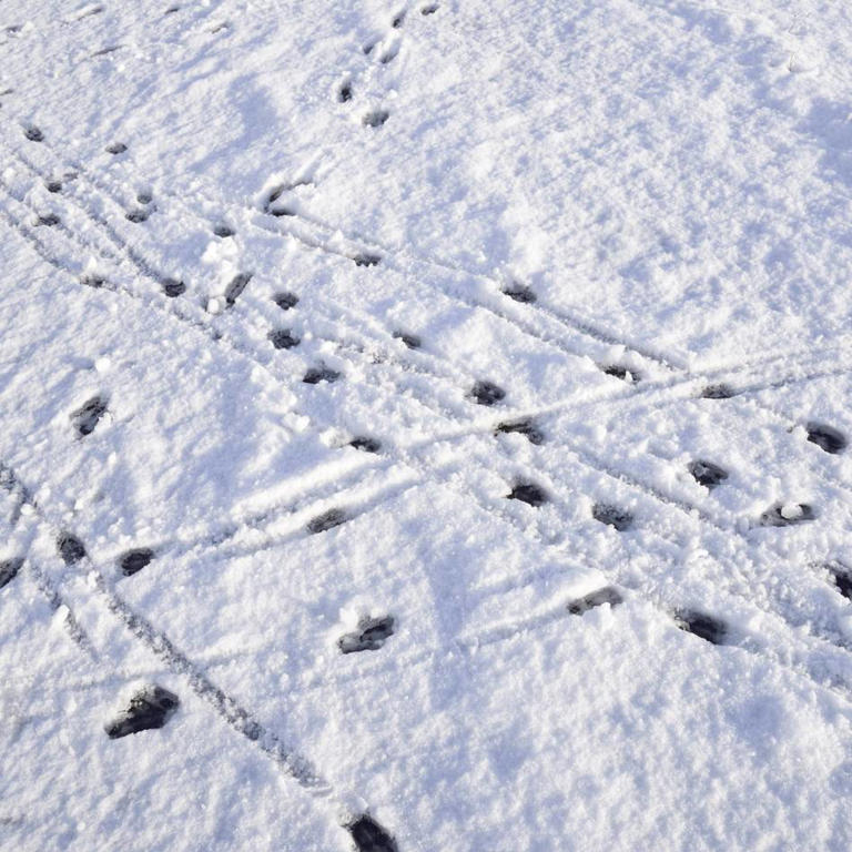 Diese Tiere hinterlassen im Viersener Umland ihre Spuren