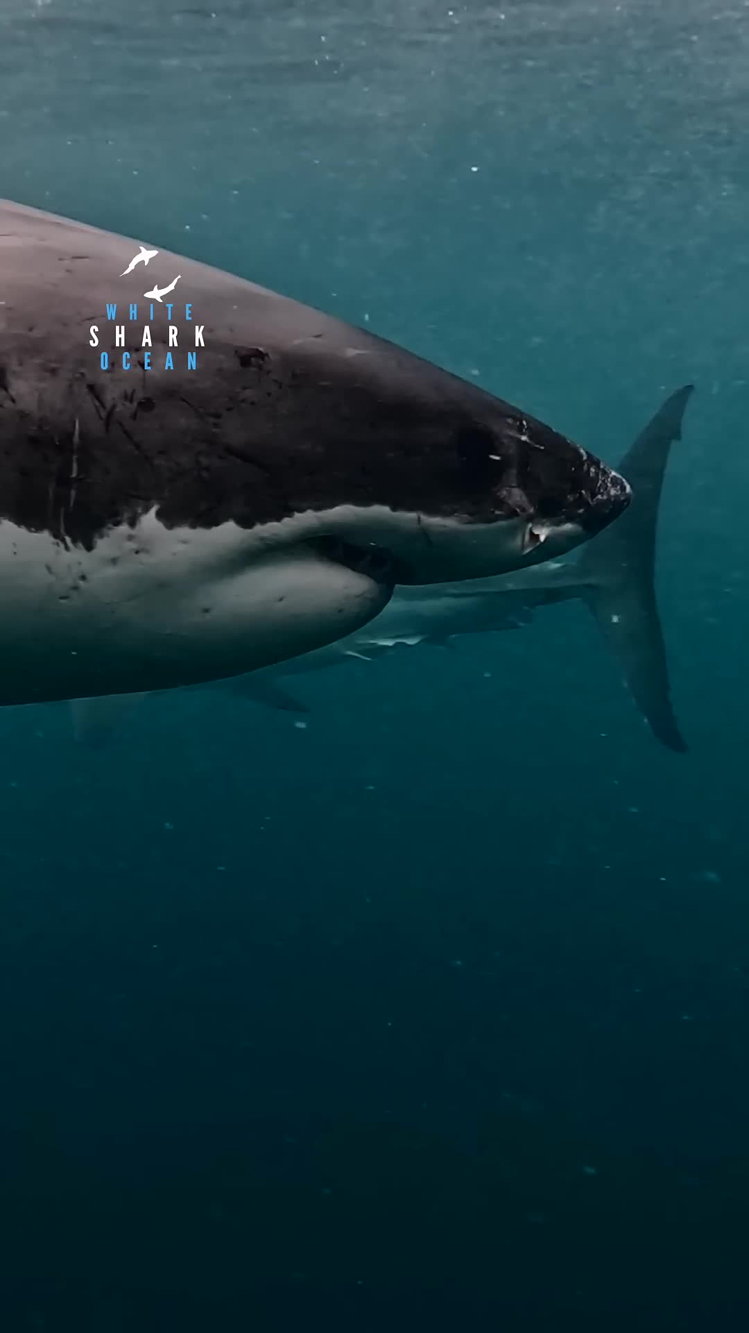 Two great white sharks passing by in opposite directions