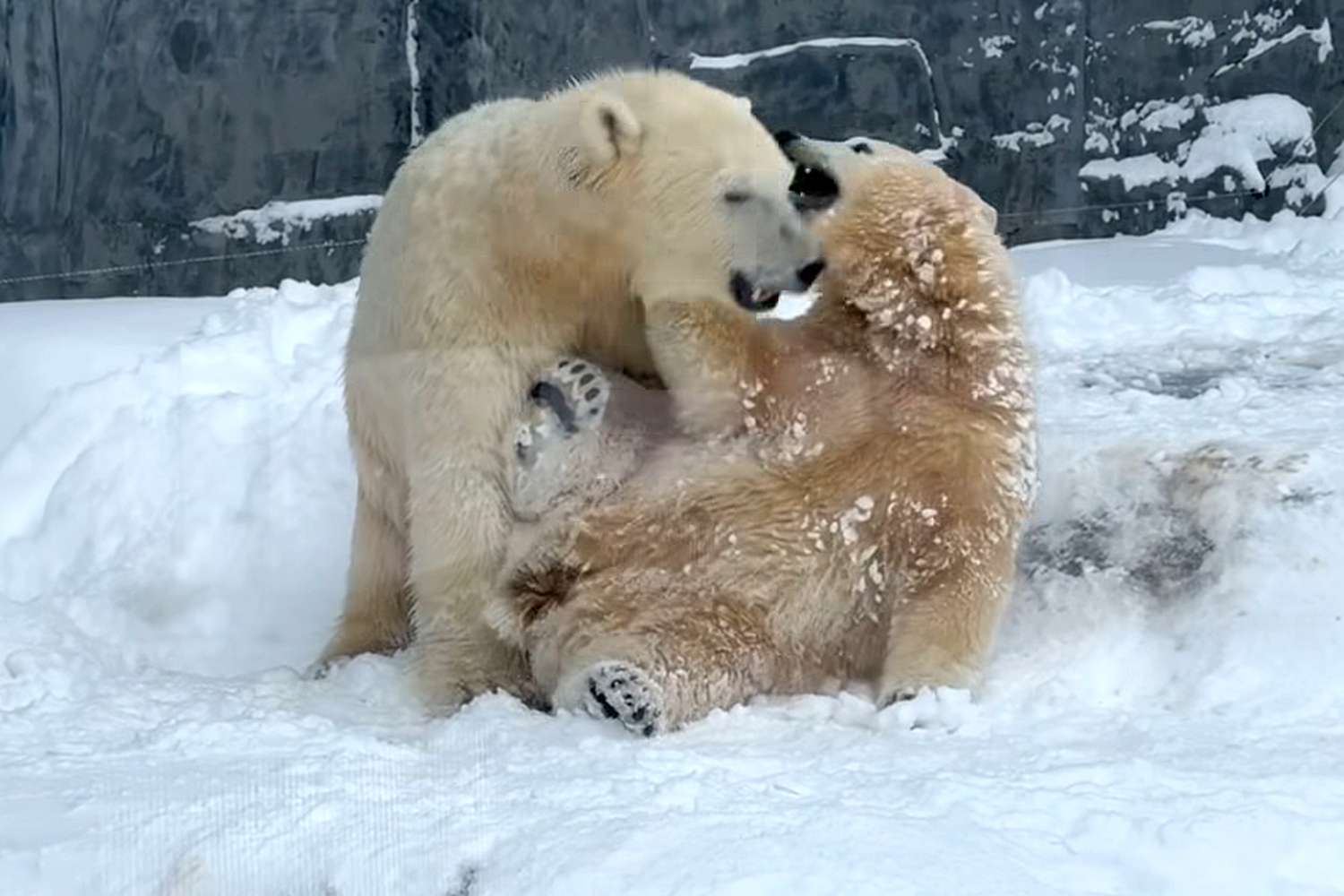 Polar bear cubs see snow for the first time at Hungarian zoo, and their ...