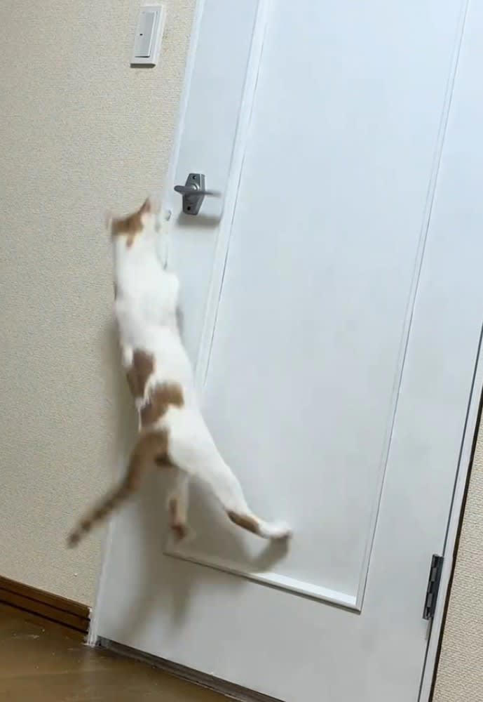 猫が飼い主さんの行動を見て「学んだ」結果→ドアの前で……目を疑う光景に「すごすぎ」「人間が転生したかも」「頭良いよね～」とSNSで反響