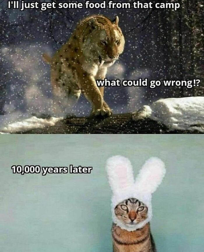 “I would prefer not to”: 45 pics that might confuse you or make you laugh