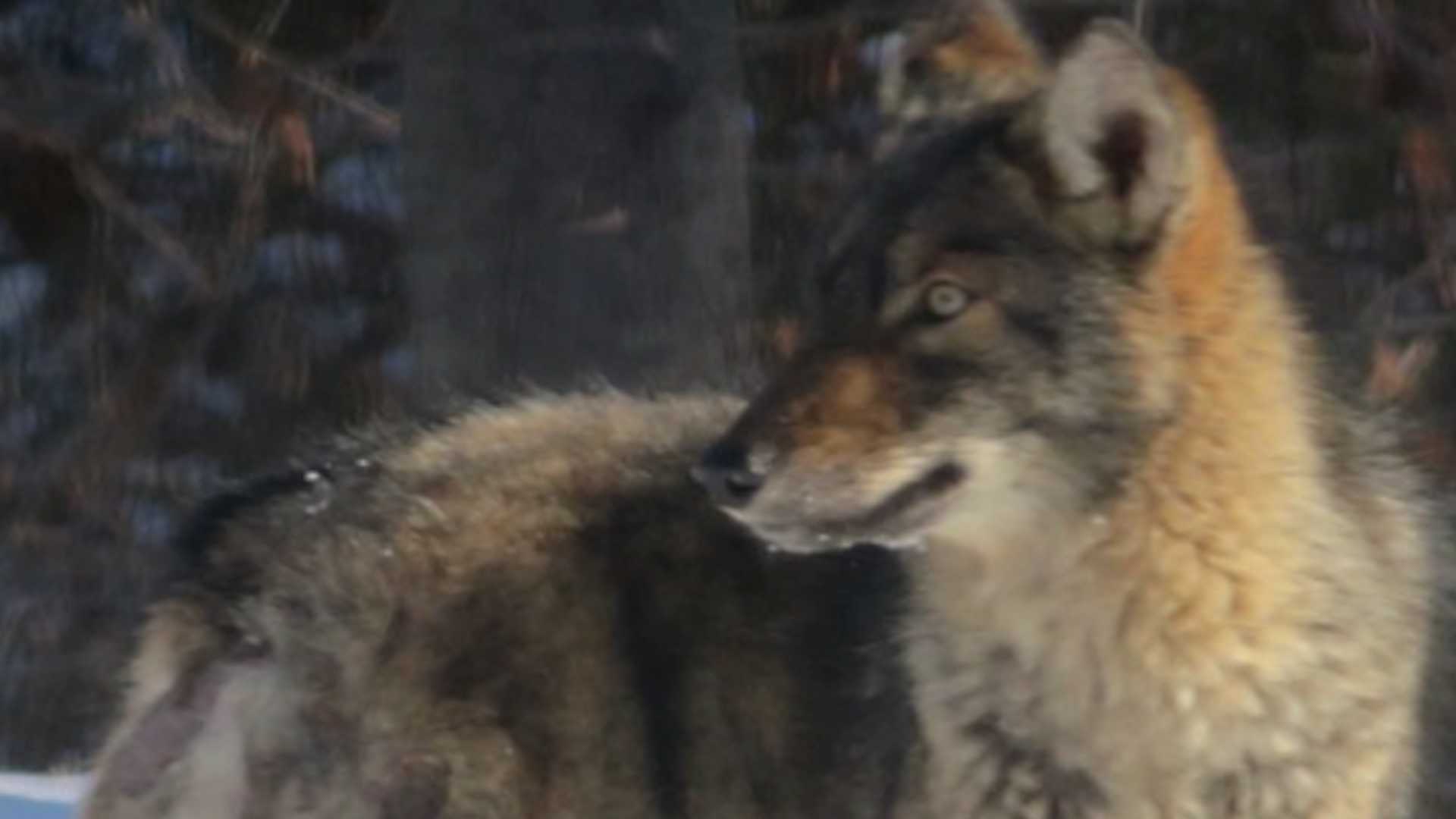 Mangy coyote spotted in Maine city; residents concerned about pets