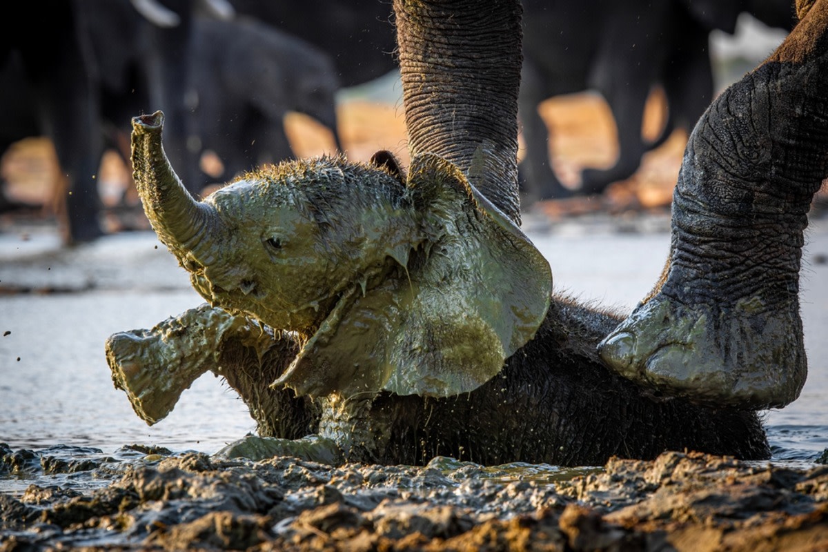 Baby elephants playing in the mud make the cutest mess we’ve ever seen