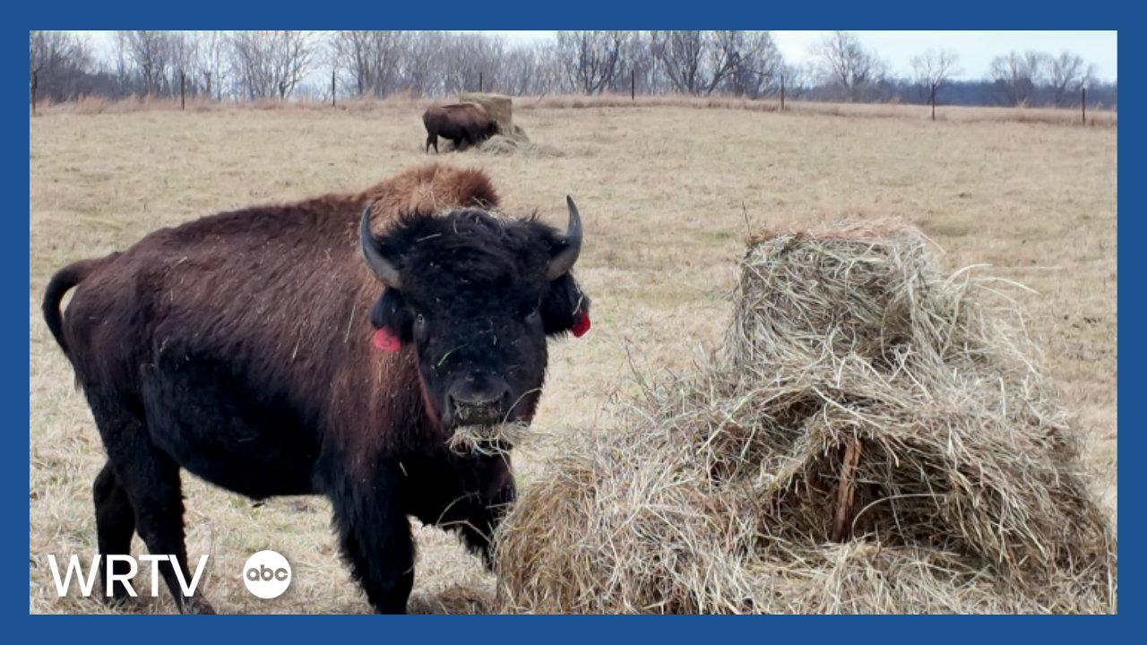 Bison back in the spotlight after Indiana University's mascot revival