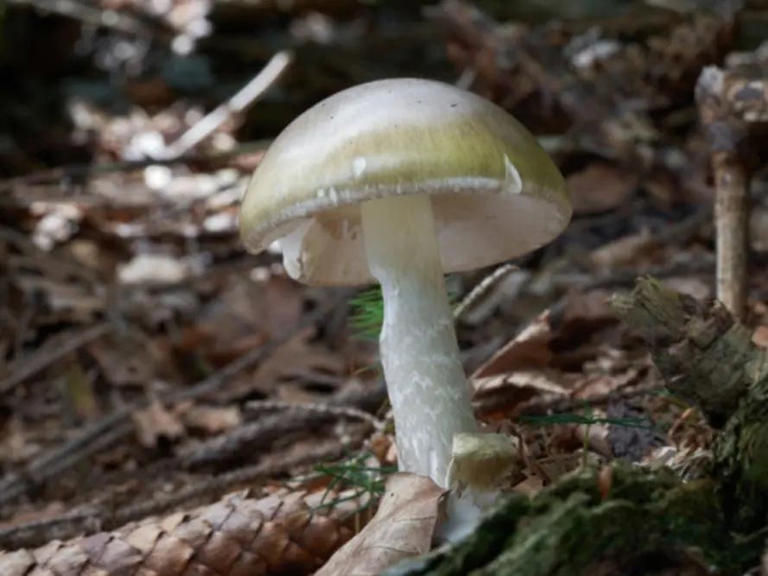 As deadly mushroom poisonings continue in CA, Bay Area officials issue ...