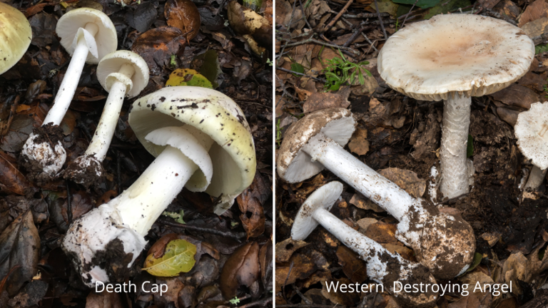 As deadly mushroom poisonings continue in CA, Bay Area officials issue ...