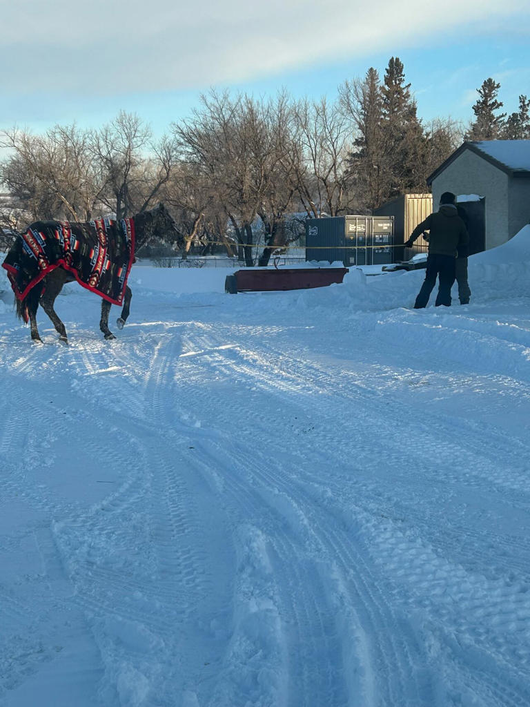 Horse with no home saved from frozen creek near Cochin, Sask.