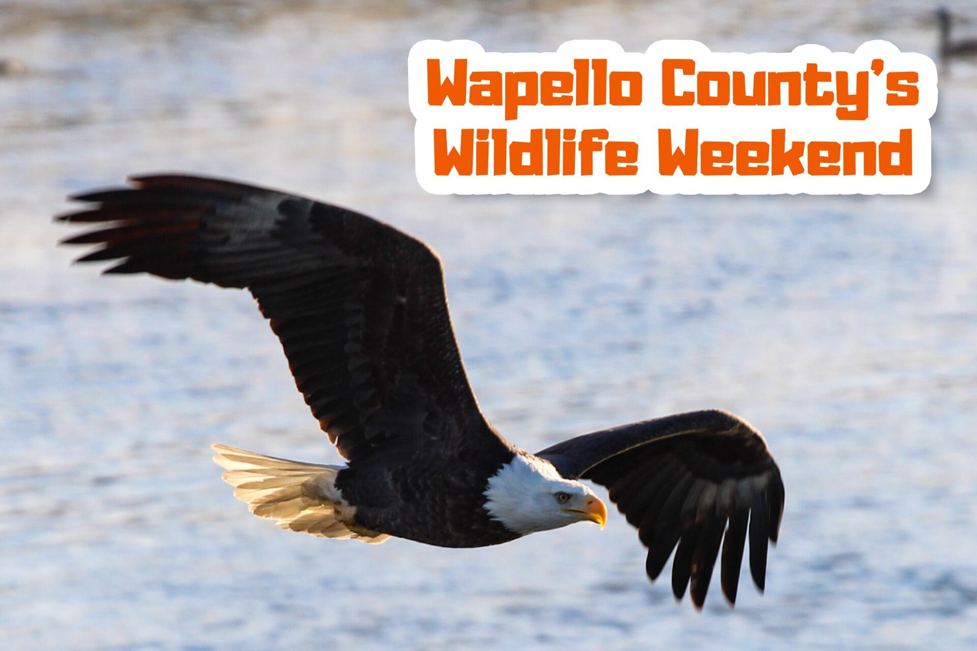 Wapello County Wildlife Weekend showcases Des Moines River wildlife and ...