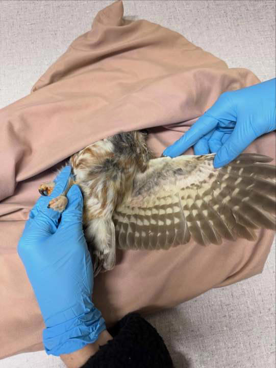 New Mexico Wildlife Center takes in injured northern saw-whet owl
