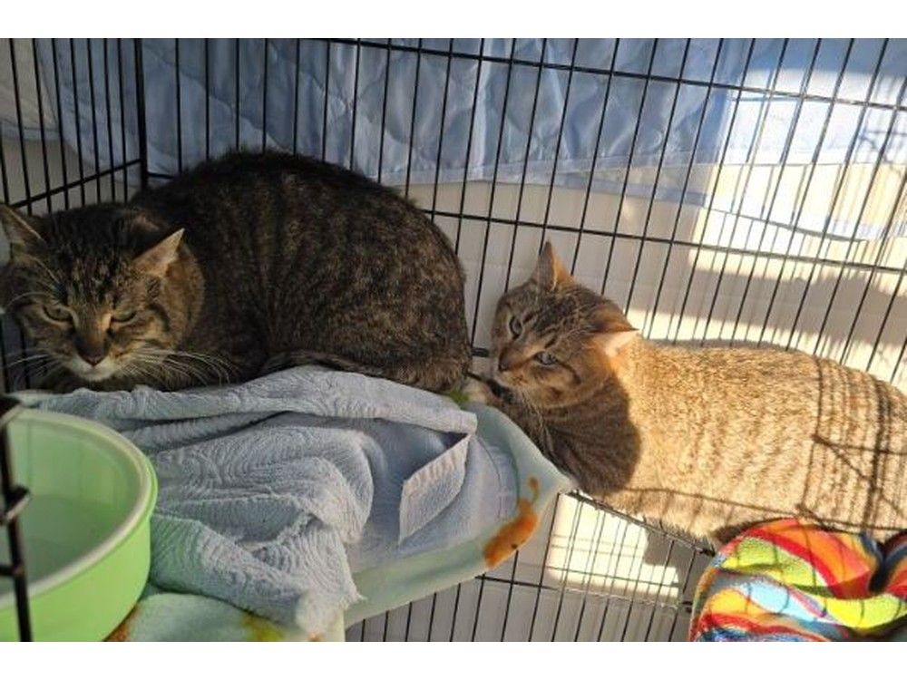 Animal groups caring for cats rescued from hoarding situation in Wynyard