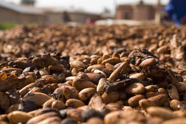 Hedging by cocoa exporters sends cocoa prices plummeting
