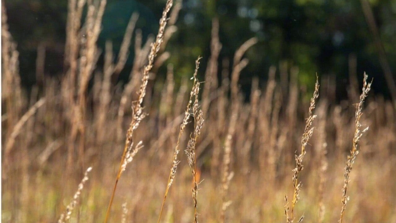 Effort underway to preserve rare Michigan prairie