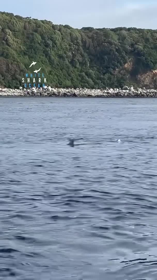 Great white shark chasing something under the surface