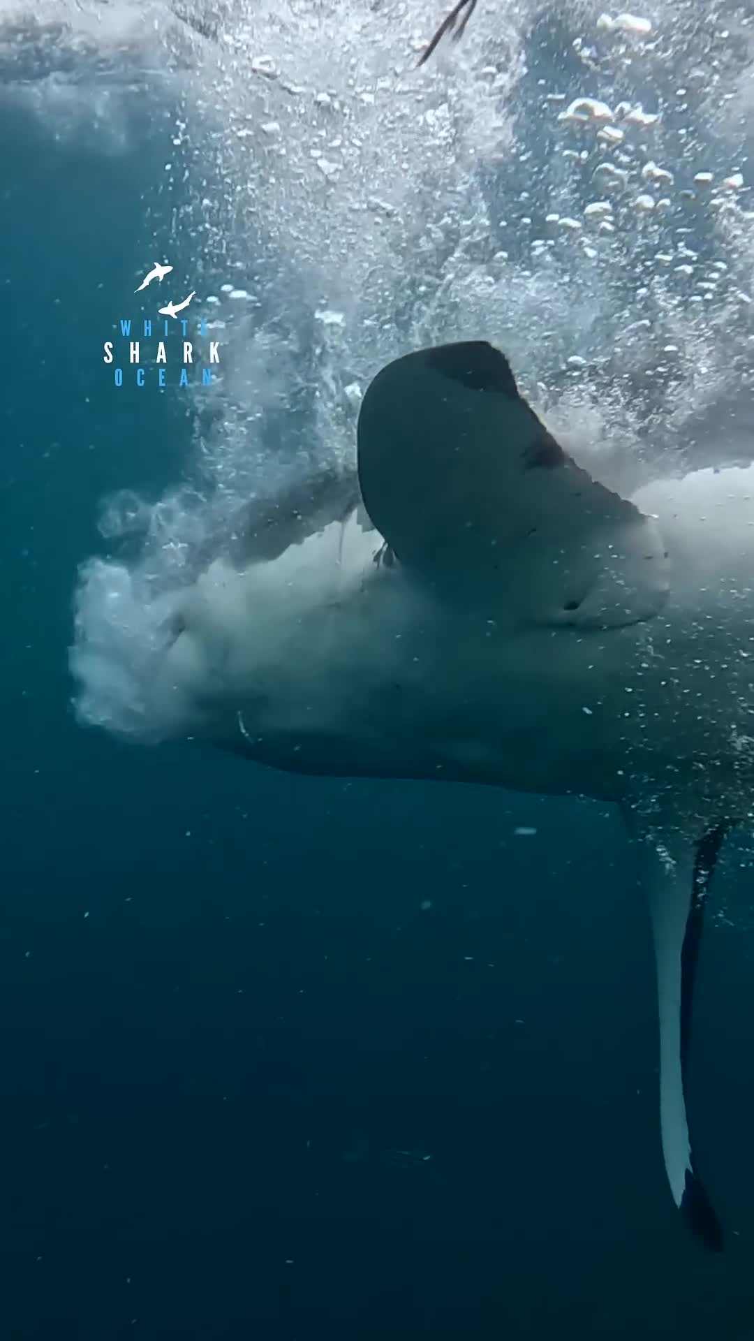 Big male great white shark shreds the bait
