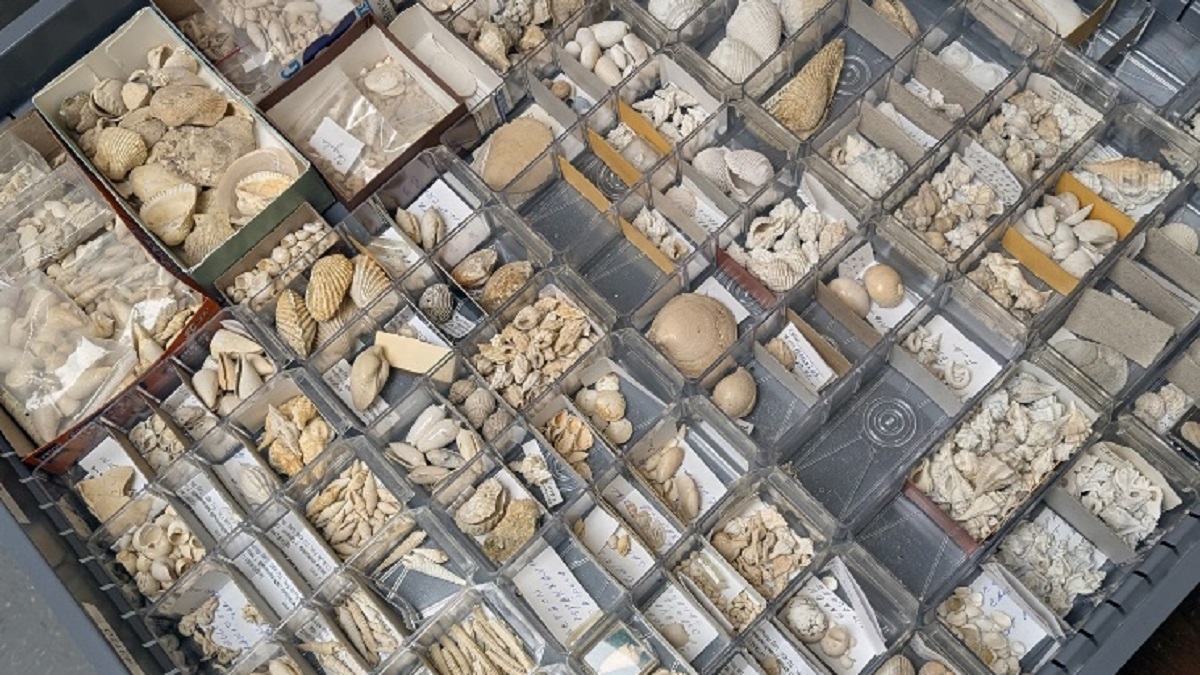 Rare Miocene fossils join CMM holdings