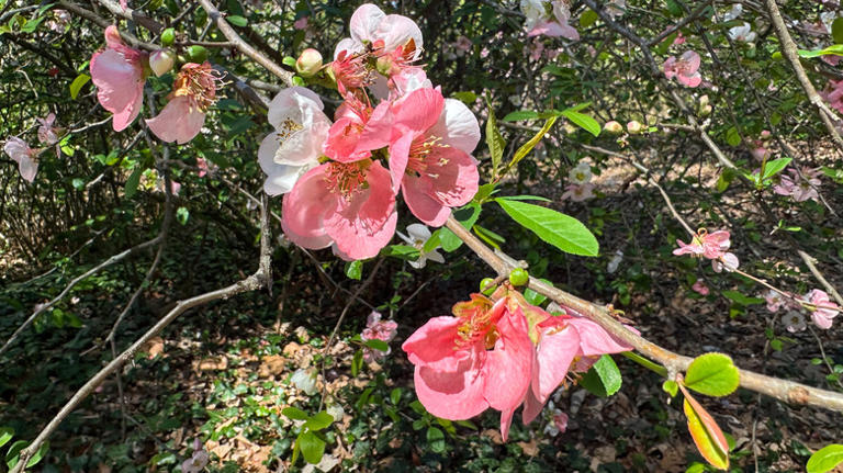 Be sure to prune this eye-catching tree during winter for thriving ...