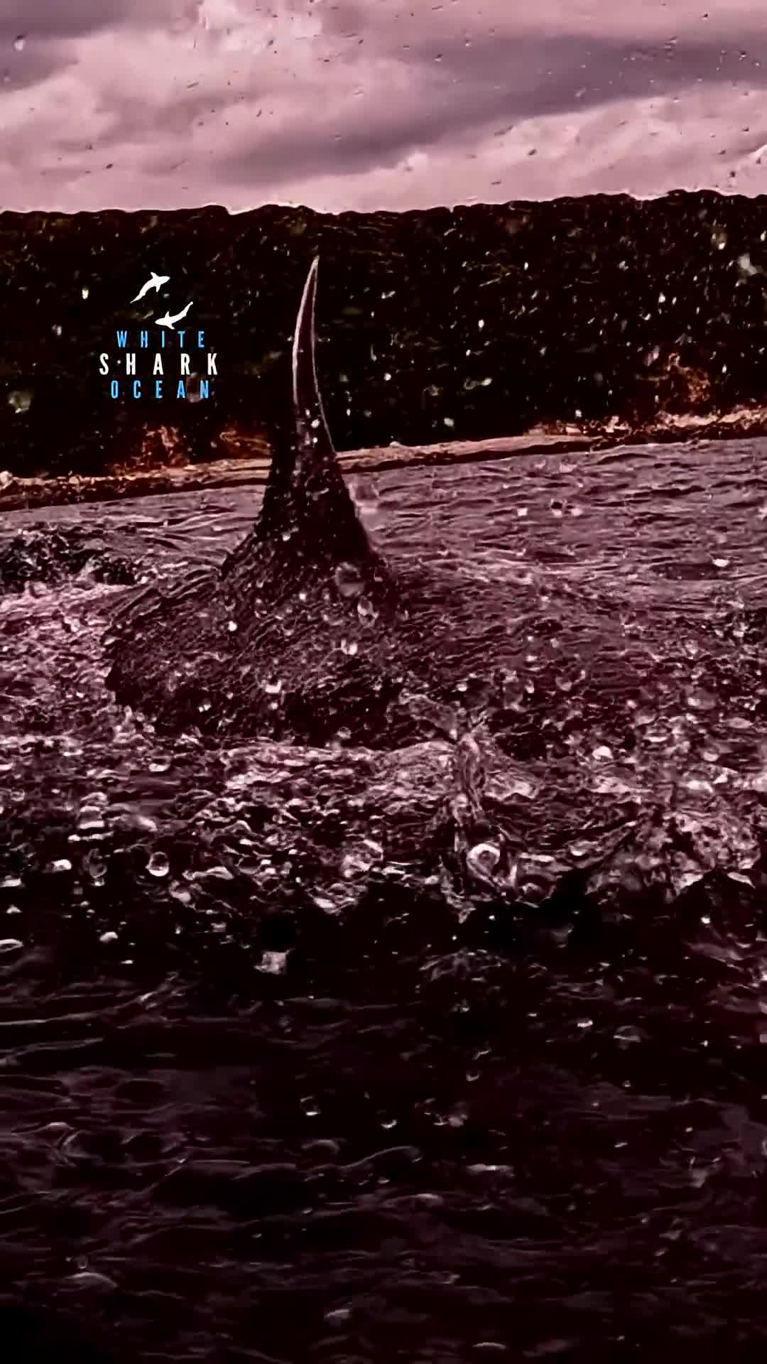 Great white shark jaws wide open