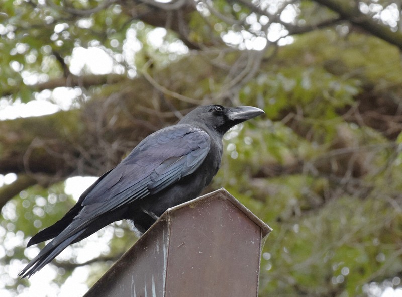 How did Tokyo manage to cut crow population to 20% of peak?