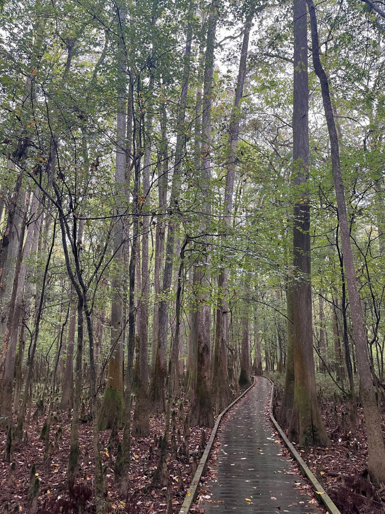 Boardwalk loop trail at Congaree National Park: A hiking guide