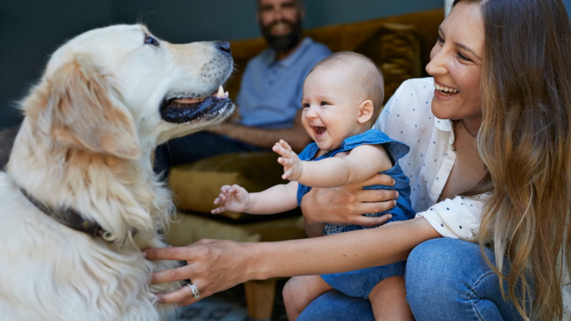 These 12 dog breeds are so clingy that they want to be with you 24 ...