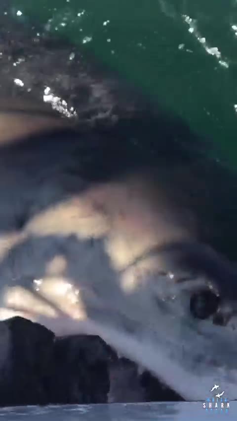 Great white shark top jaw extension