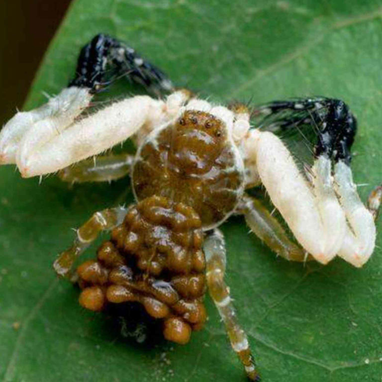 This creature transforms to look and smell like bird poop to evade ...