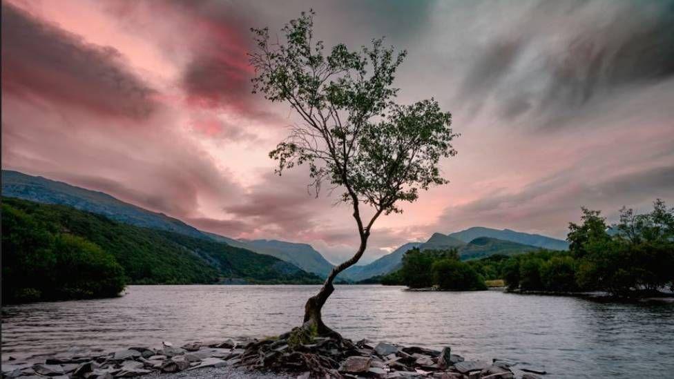 This lonely tree is the most famous in Wales - but its fate is inevitable