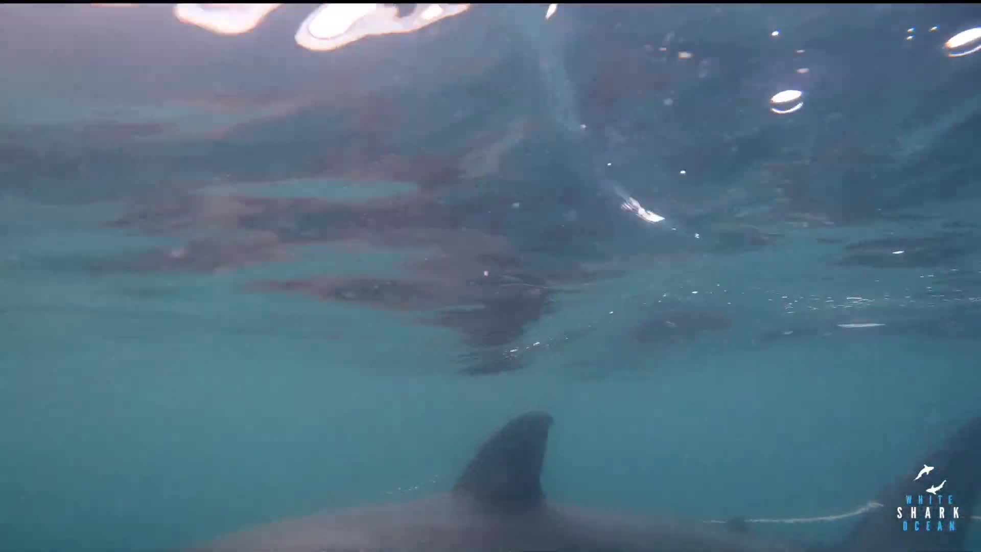 Crew Take Miles Of Seal Intestines Out Of Great White Sharks Mouth