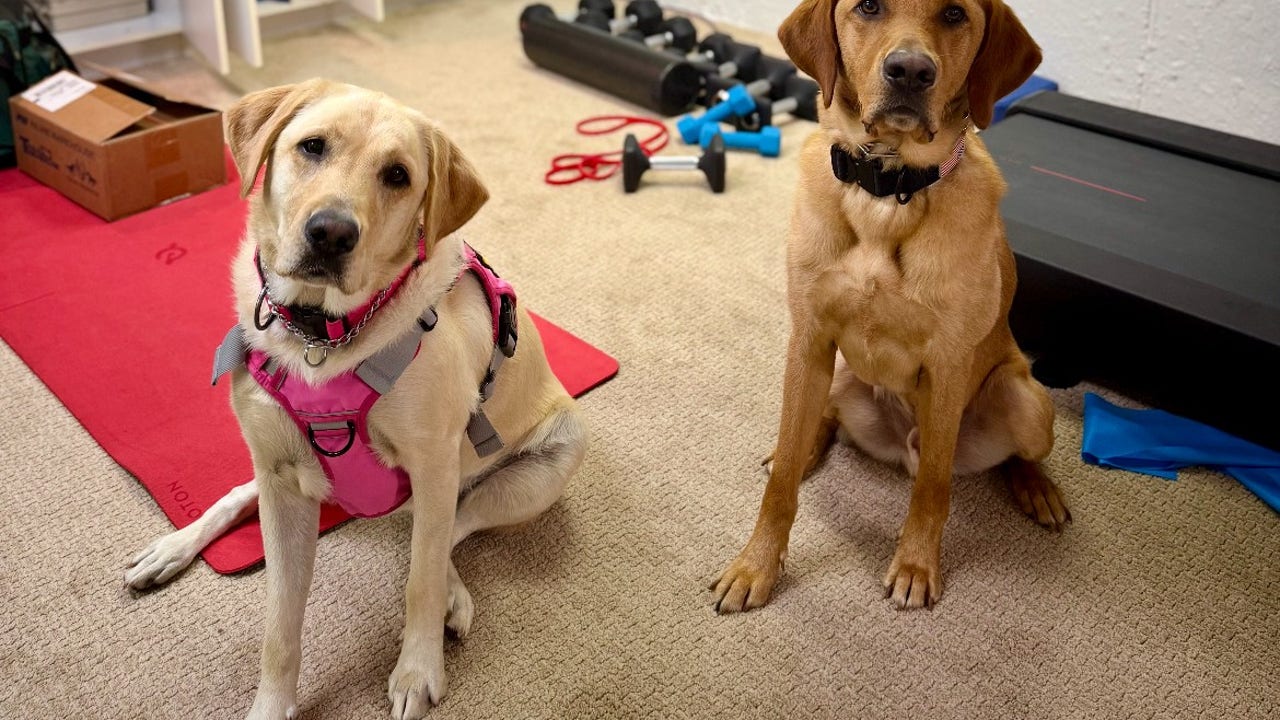 Electronic detection K9s aid in child pornography arrest in Antioch ...