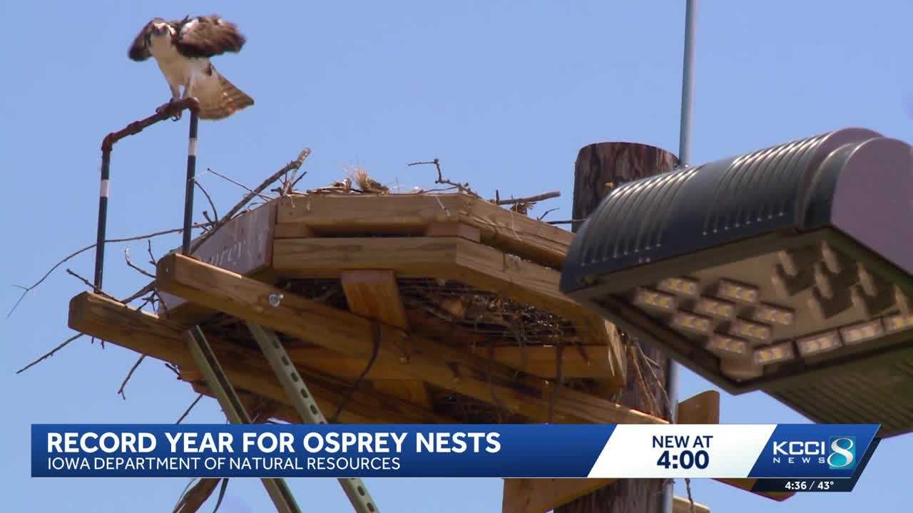 Iowans recorded 20 more osprey nests in 2025 than they did in 2024