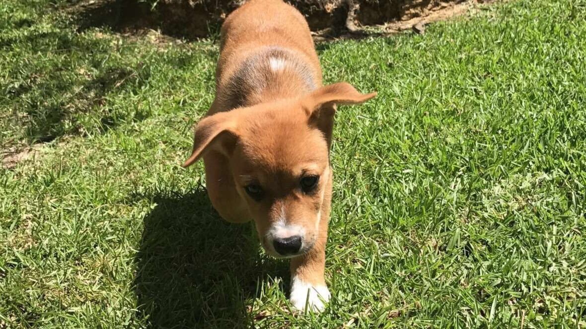 ‘I didn’t hear anything’: Grovetown police investigate dog shooting ...