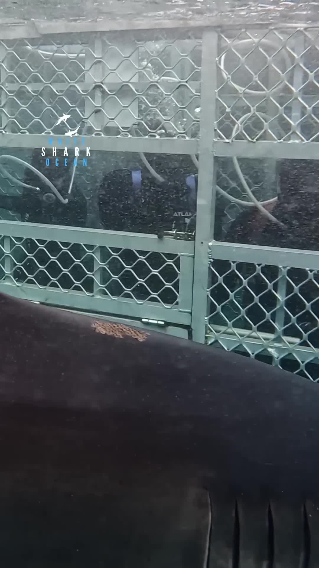 How close do the great white sharks come