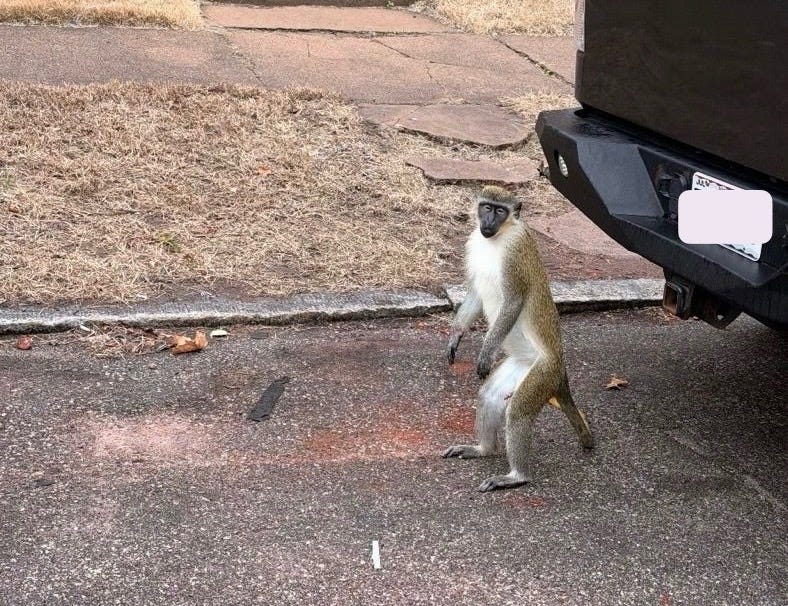 Monkeying around! Animal control searching for loose primates near O ...