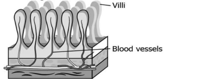 CBSE class 10 science top 50 MCQs for pre-board exam 2026: Download ...